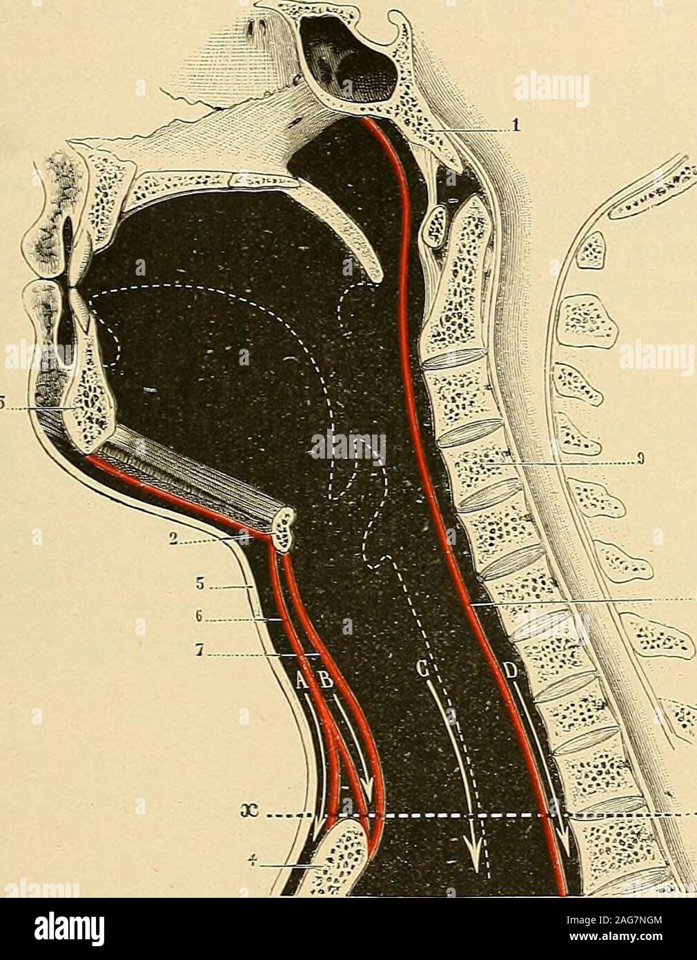 Anatomie carotide interne hi-res stock photography and images - Alamy