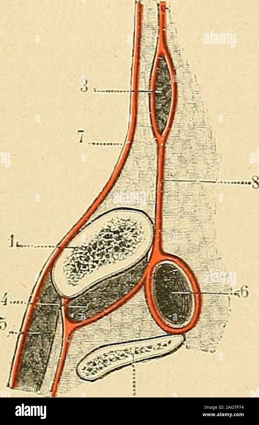 . Traité d'anatomie humaine : anatomie descriptive, histologie ...