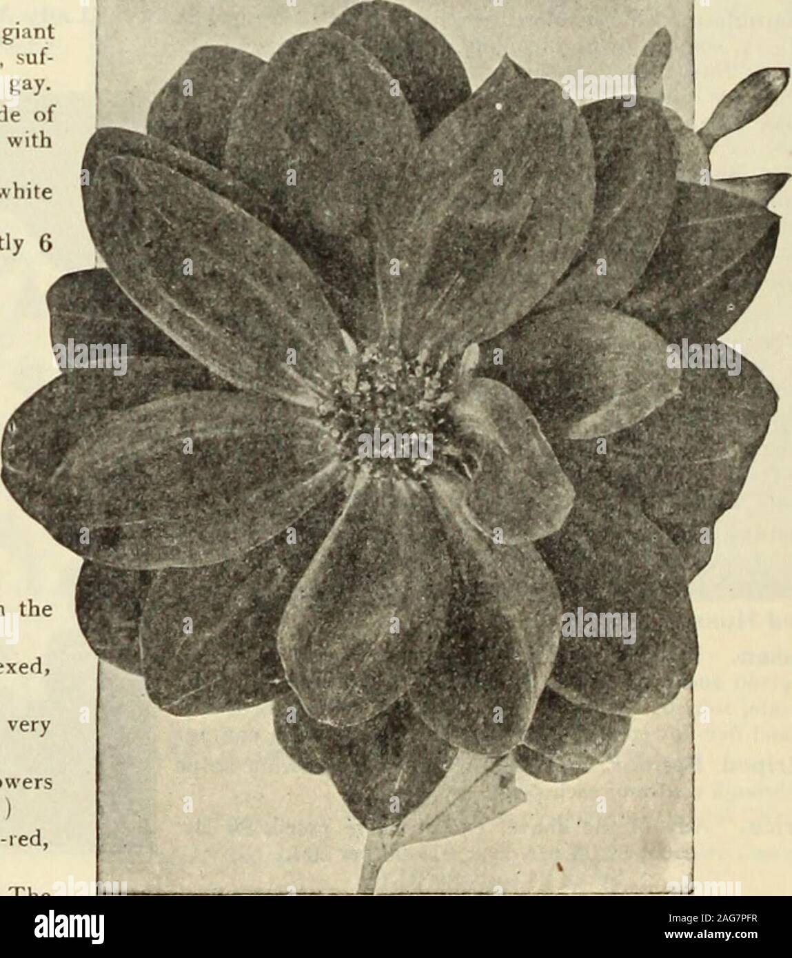 Reflexed red petals hi-res stock photography and images - Alamy