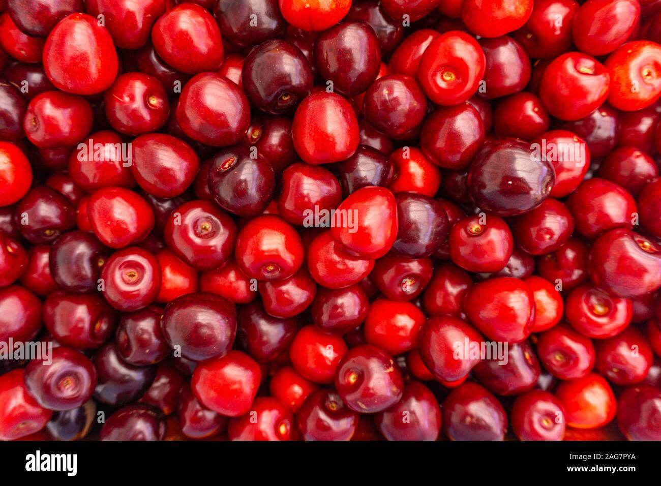Pile of ripe cherries with stalks and leaves. Large collection of fresh ...