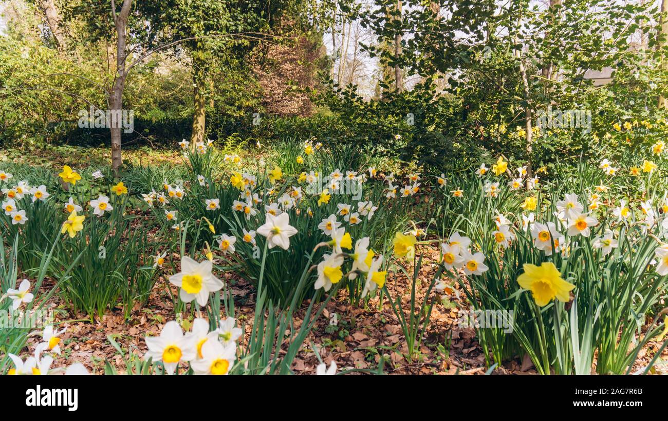 Field of Spring Daffodils. Green meadow with flowering daffodils ...