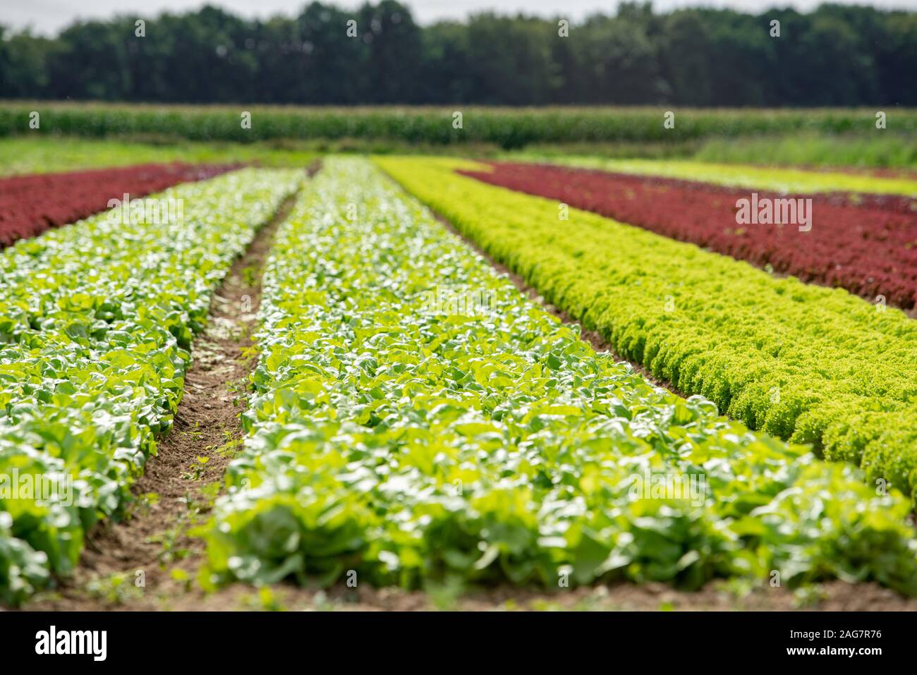 Lollo rosso bianco lettuce hi-res stock photography and images - Alamy