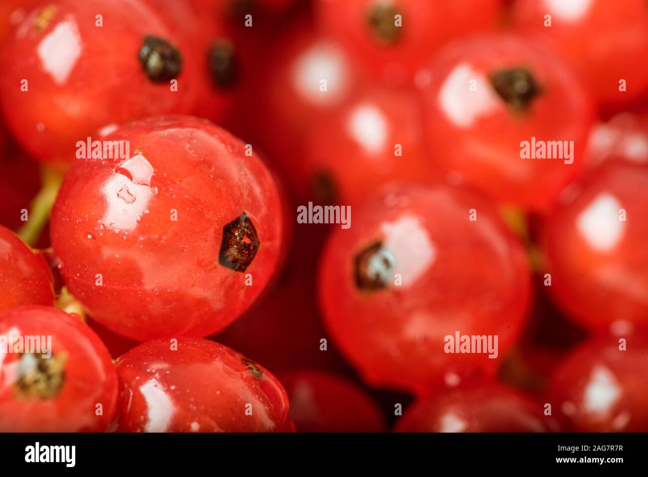 Redcurrant collection hi-res stock photography and images - Alamy