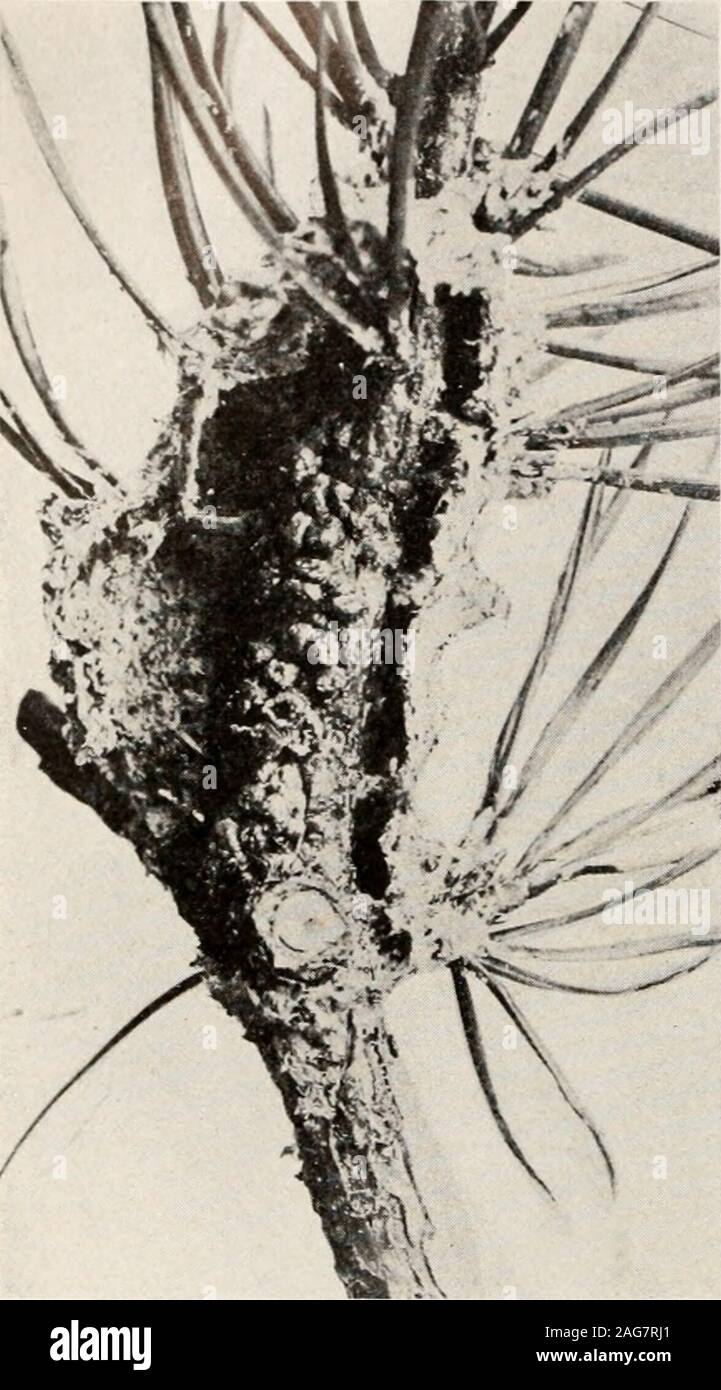 . Ants; their structure, development and behavior. the beetle with ...