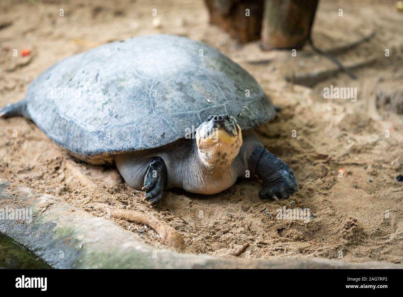 Flatback sea turtle hi-res stock photography and images - Alamy