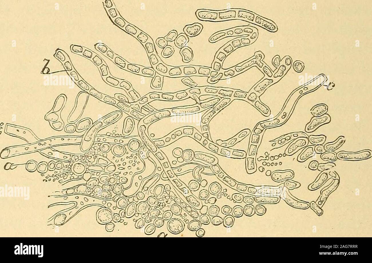 . A practical treatise on diseases of the skin, for the use of students ...