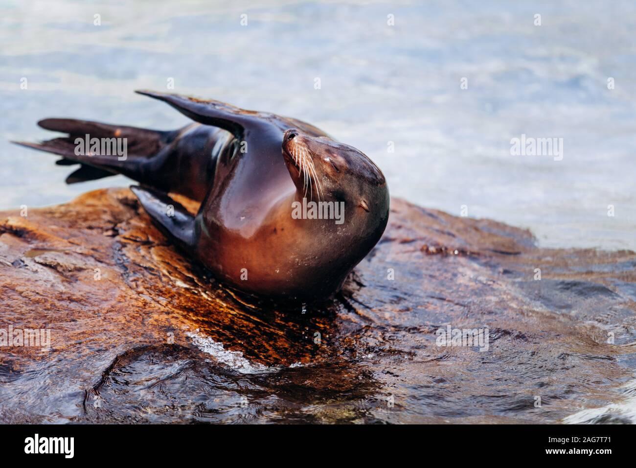 Sea lion on a rock in the sea basking in the sun Stock Photo - Alamy