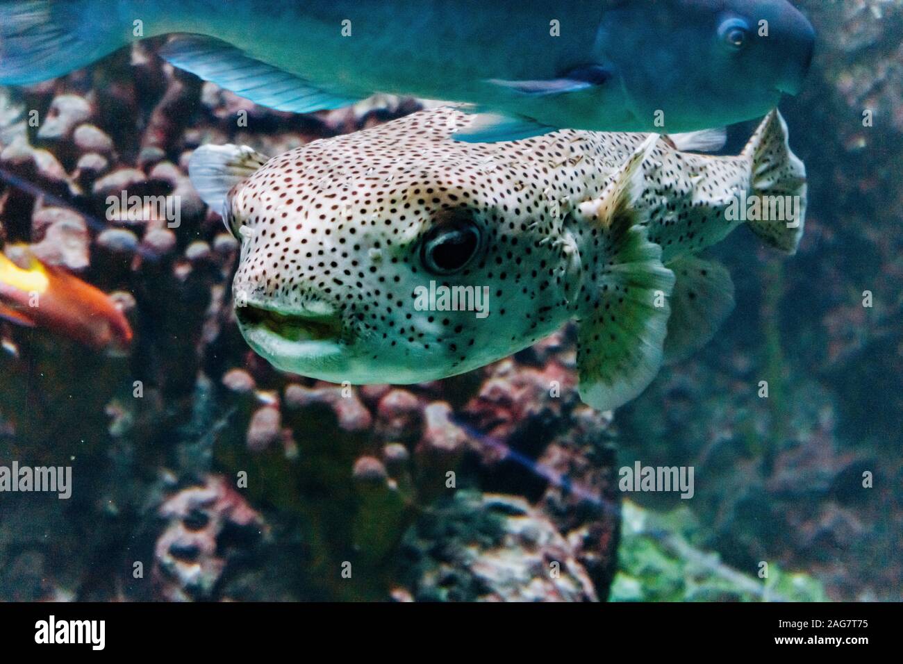 Fish diodon in the aquarium. Beautiful fish diodon Stock Photo - Alamy