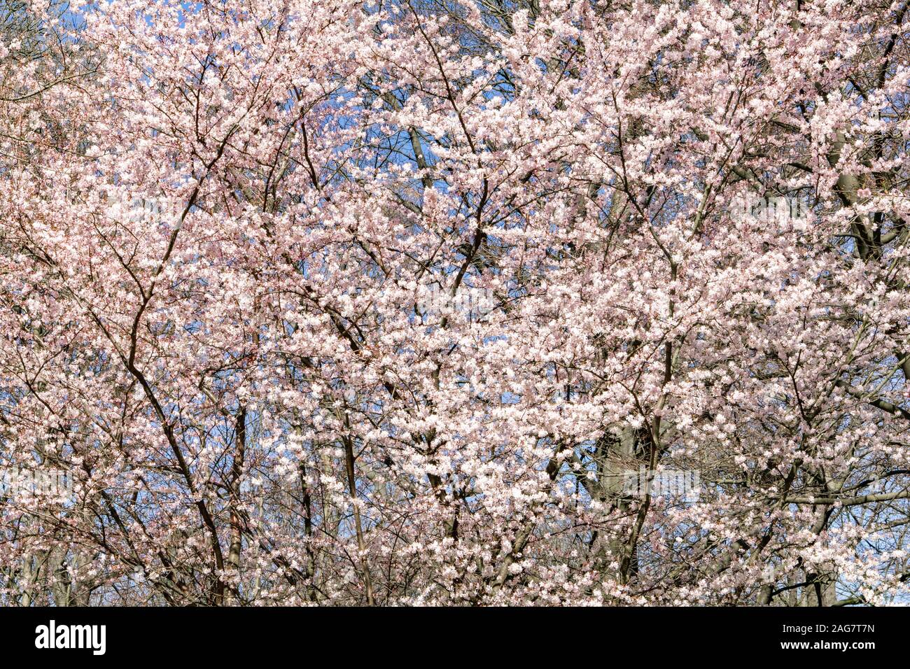 Magnolia branches in the garden near the house. Flowering Magnolia tree ...