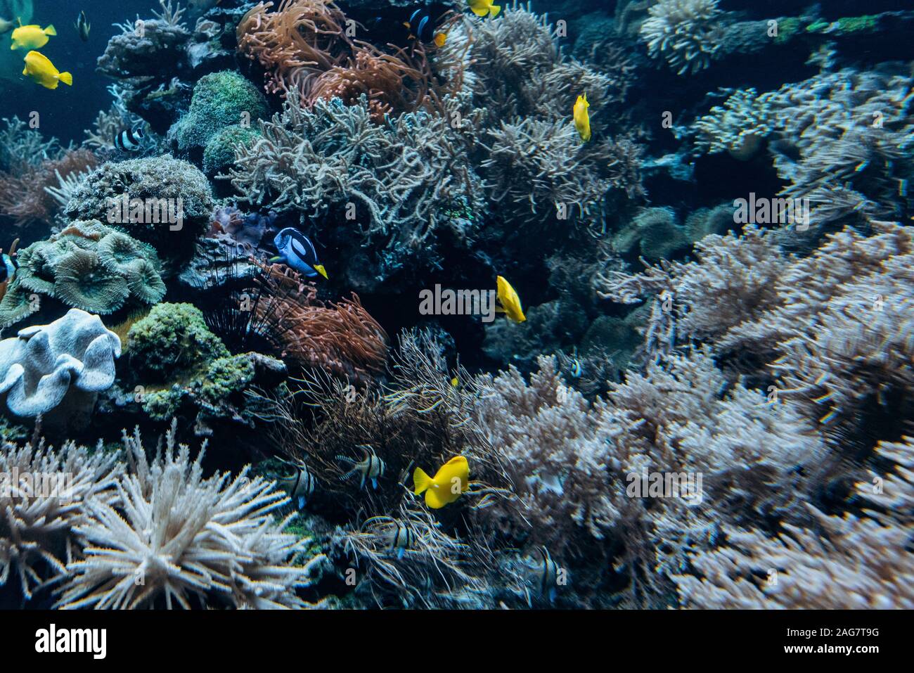 Colorful underwater offshore rocky reef with coral and sponges and ...