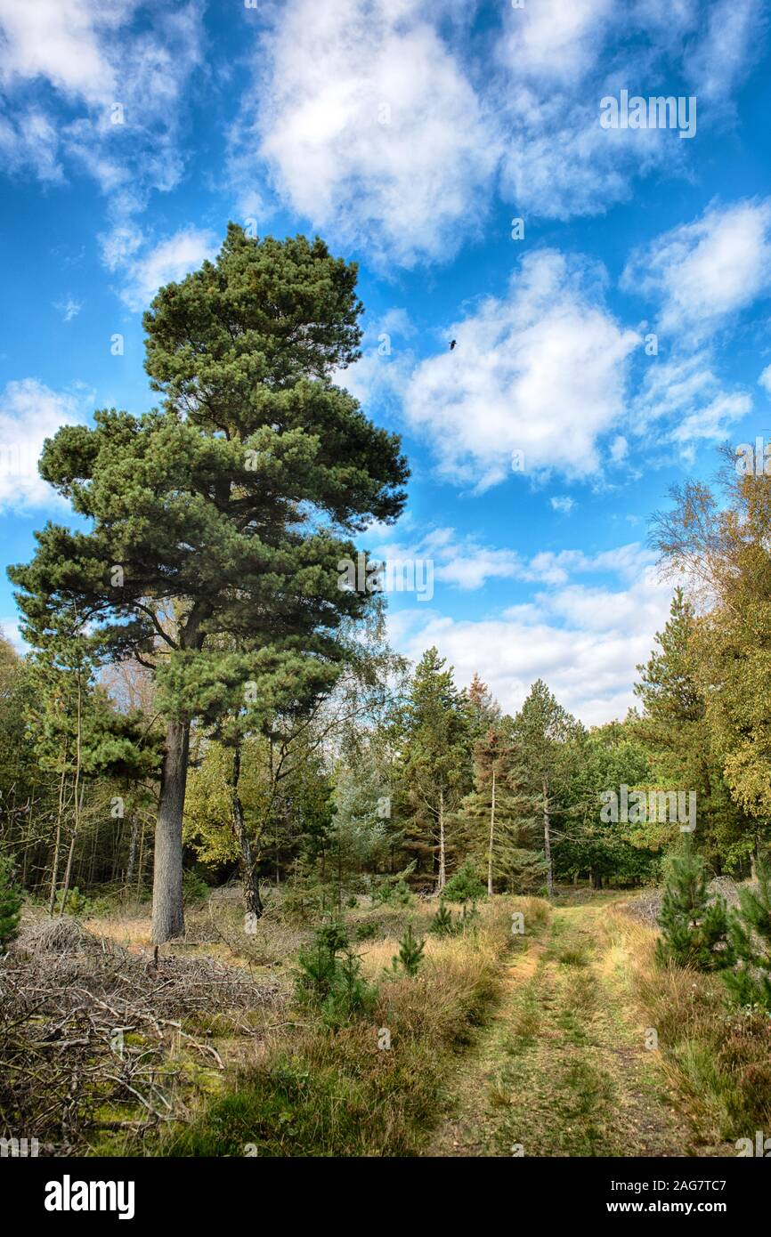 Vertical shot of a beautiful autumn forest with tall trees and ...