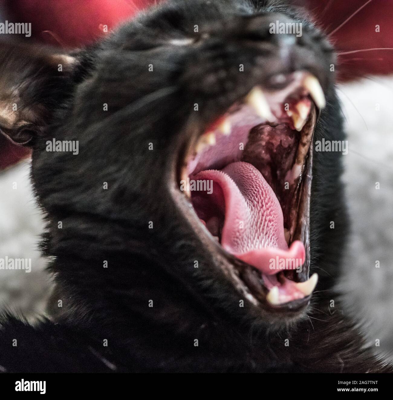 Yawning Black Cat
