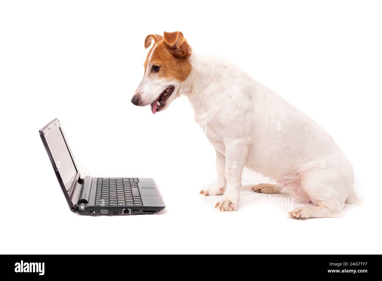 jack russell dog using a computer and browsing the internet Stock Photo ...