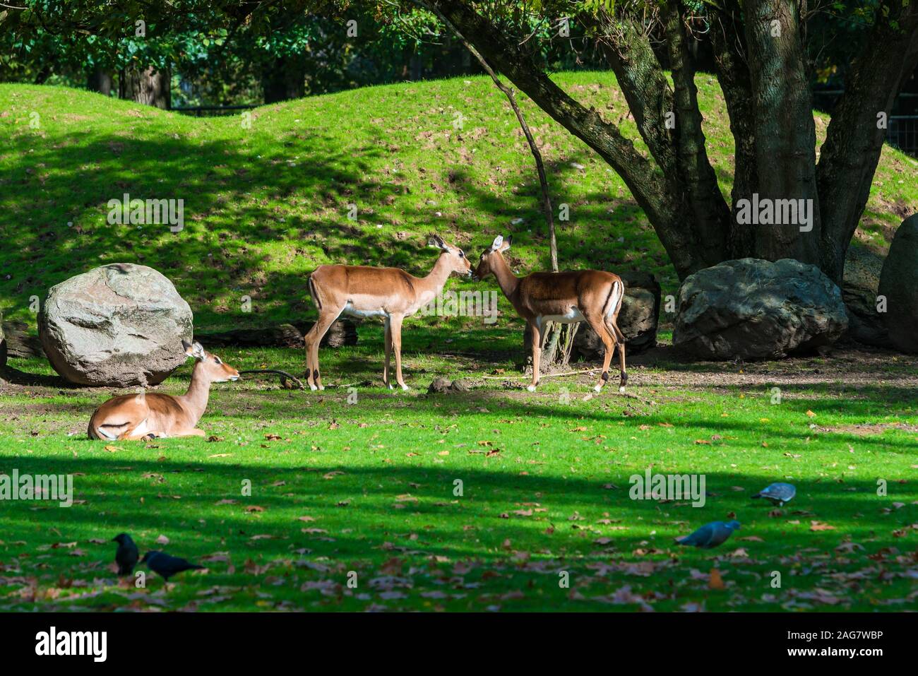 Roe Deer in the Forest. Two wild animals standing close together Stock ...