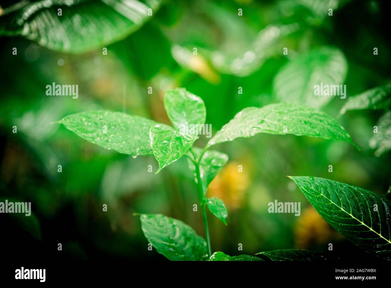 tropical green leaf. tropical rainforest Stock Photo - Alamy