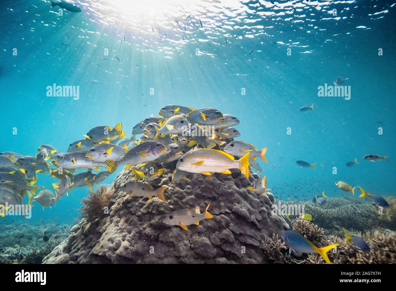 Diverse tropical fish and coral in scuba diving raja ampat, Indonesia ...