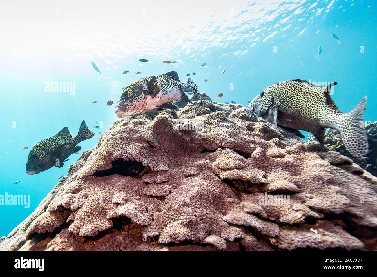 Harlequin Sweetlips (Plectorhinchus chaetodonoides) in tropical water ...