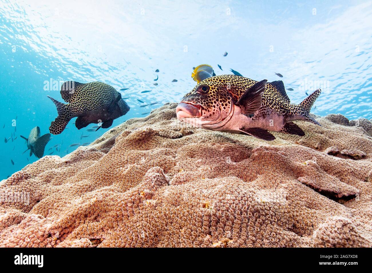 Harlequin Sweetlips (Plectorhinchus chaetodonoides) in tropical water ...