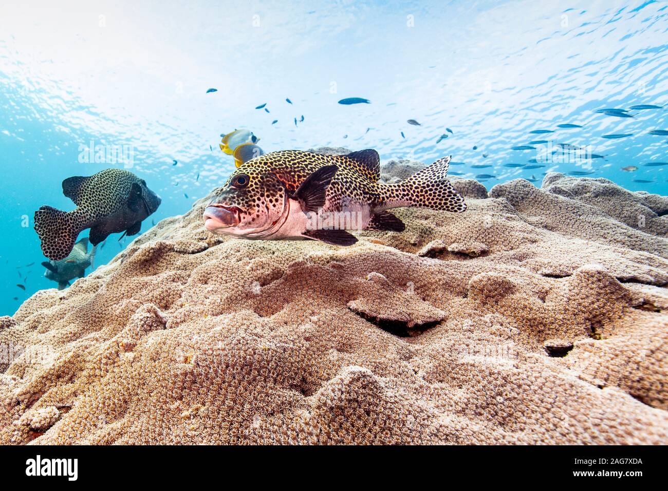 Harlequin Sweetlips (Plectorhinchus chaetodonoides) in tropical water ...