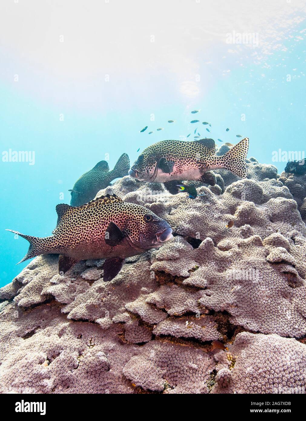 Harlequin Sweetlips (Plectorhinchus chaetodonoides) in tropical water ...