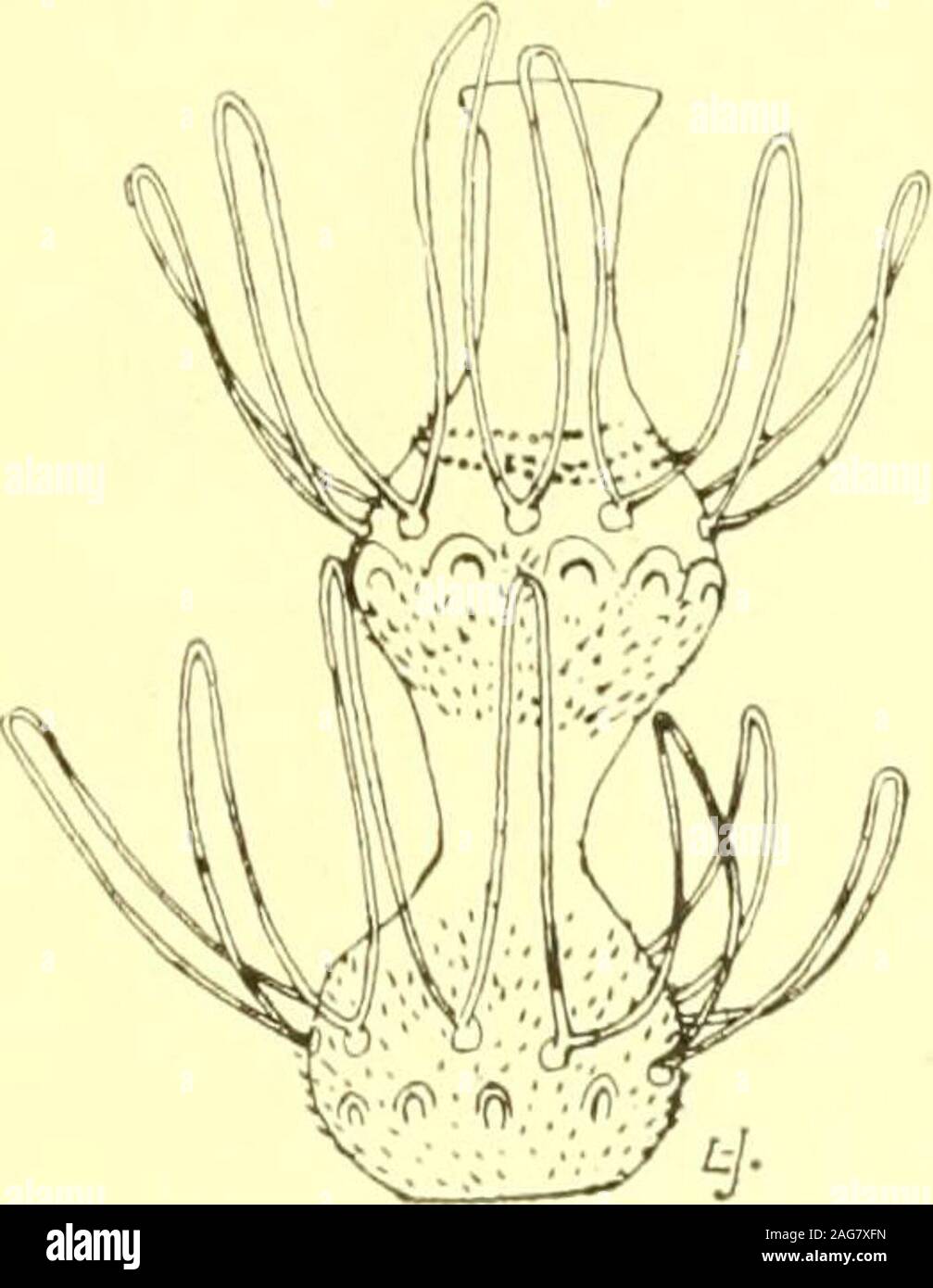 . Report of the State Entomologist on injurious and other insects of ...
