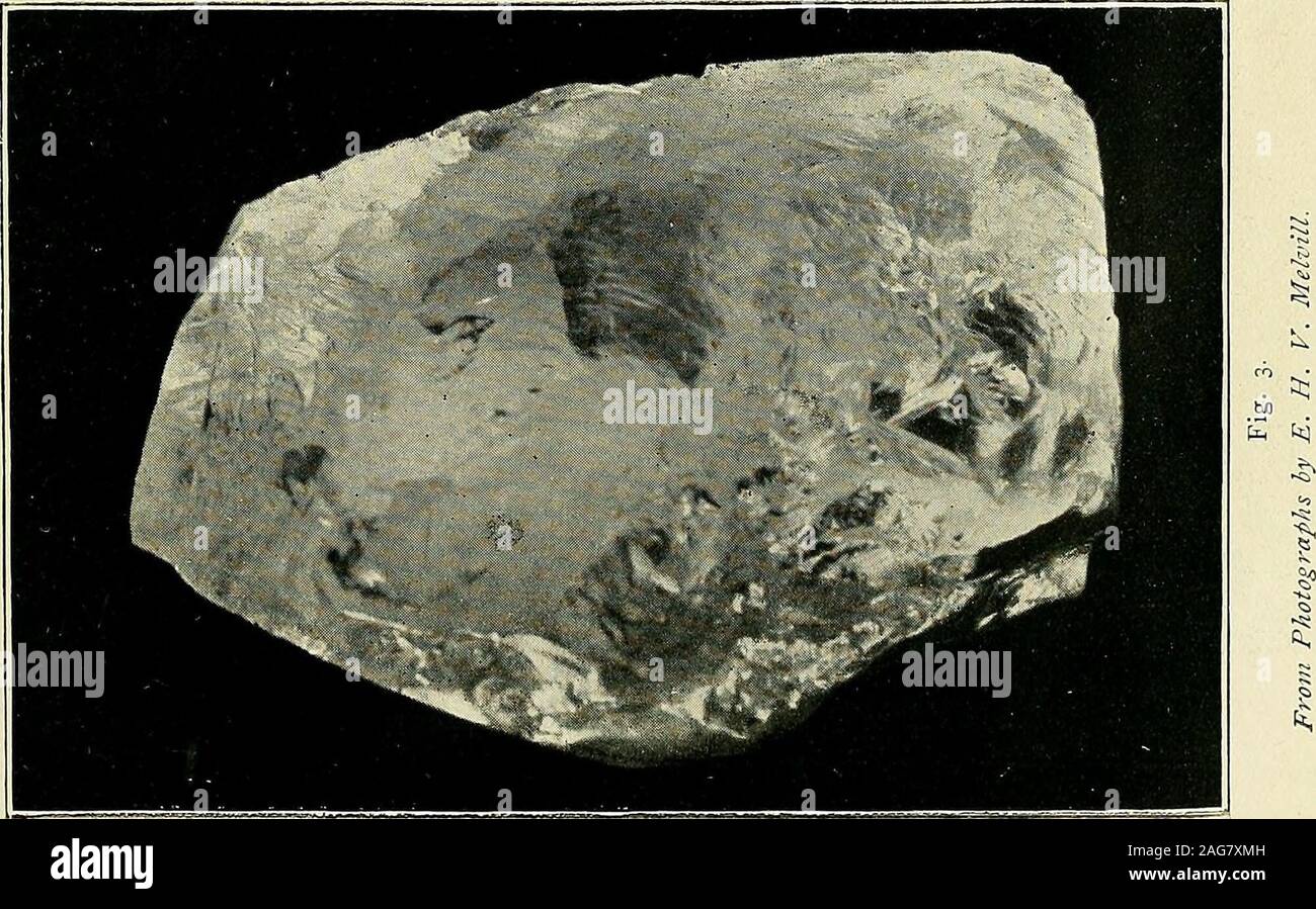 Asteropyge hi-res stock photography and images - Alamy