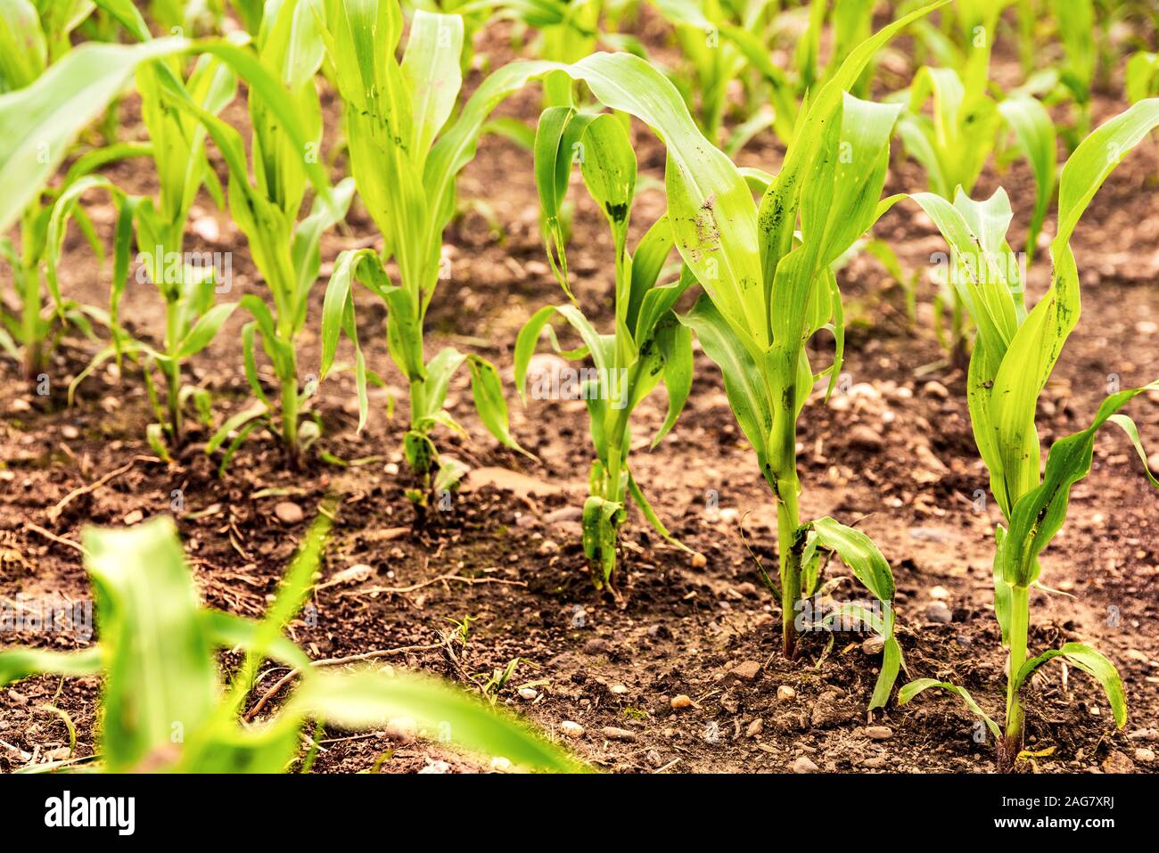 Young cornfield rows growing hi-res stock photography and images - Alamy