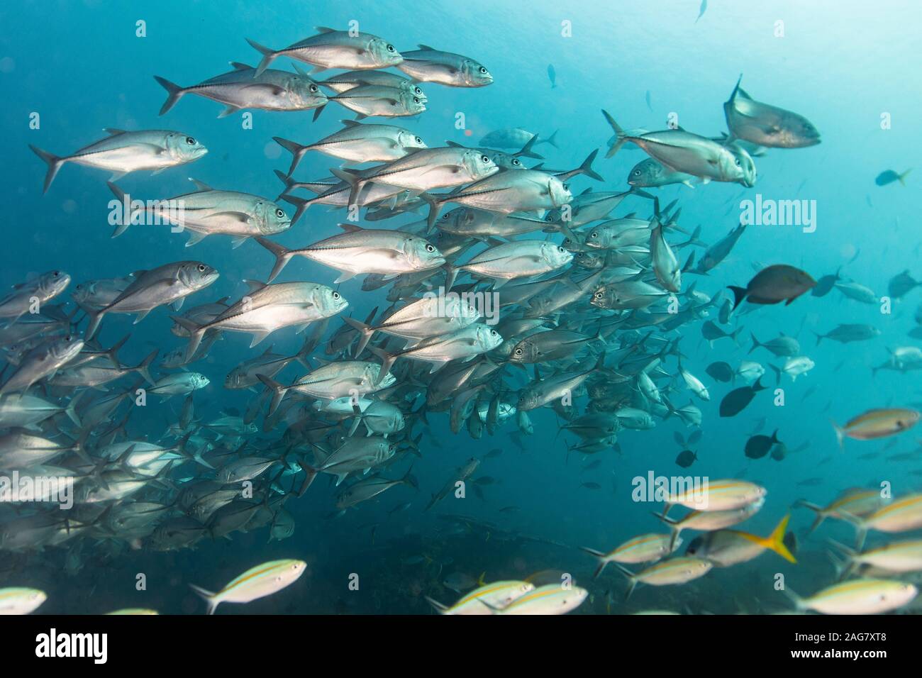Silver tuna fish underwater school, Raja Ampat Indonesia Stock Photo ...