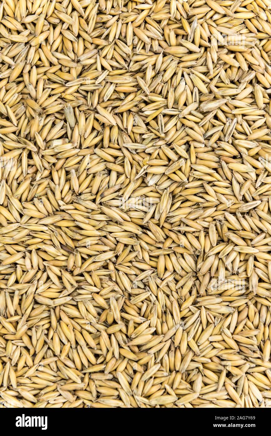 Portion of Oat for use as texture or background (detailed close-up shot ...