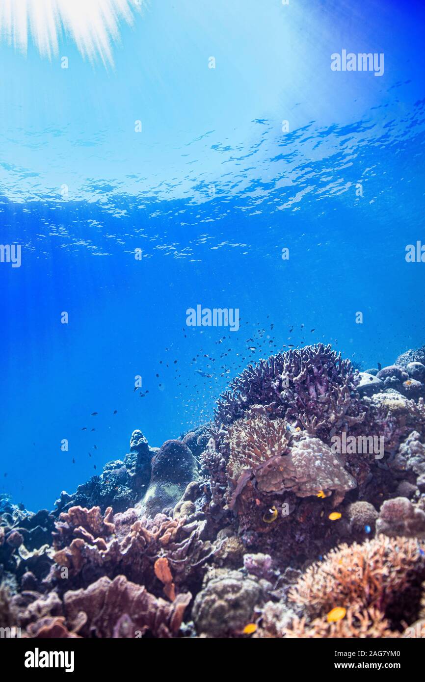 Coral reef scene underwater sunlight flares Stock Photo - Alamy