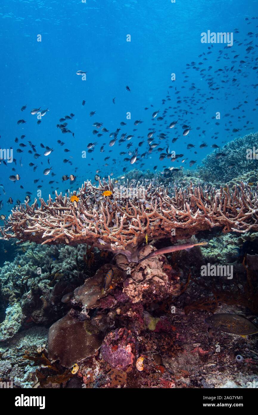 Small fish in colourful coral reef, Raja Ampat Indonesia Stock Photo ...