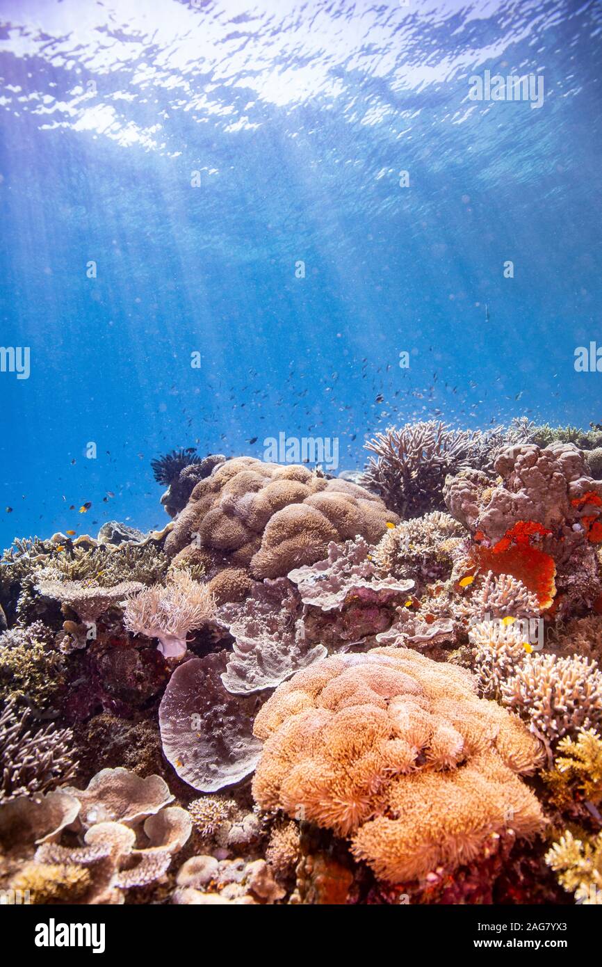 Coral reef scene underwater sunlight flares Stock Photo - Alamy