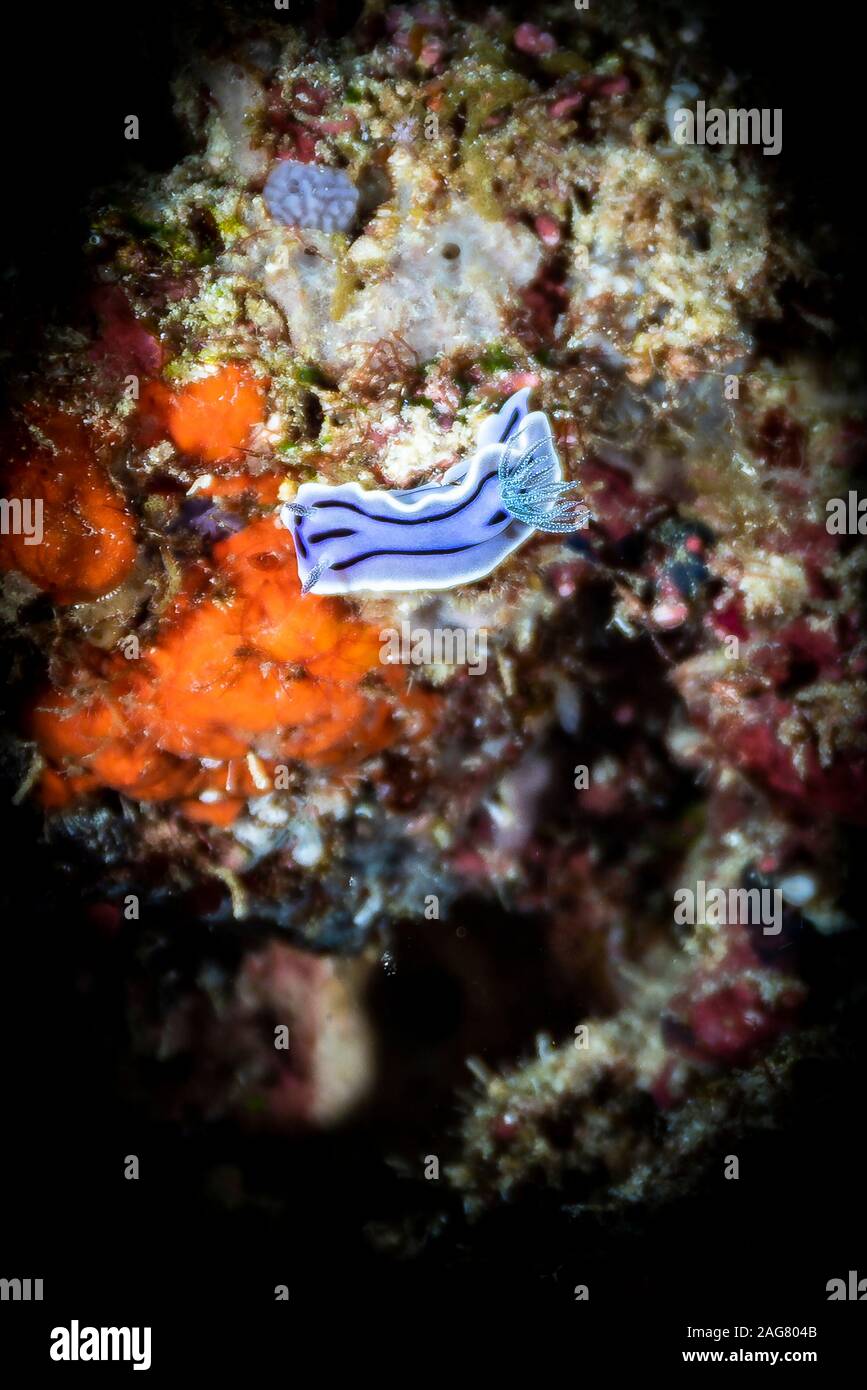 Blue white nudibranch raja hi-res stock photography and images - Alamy