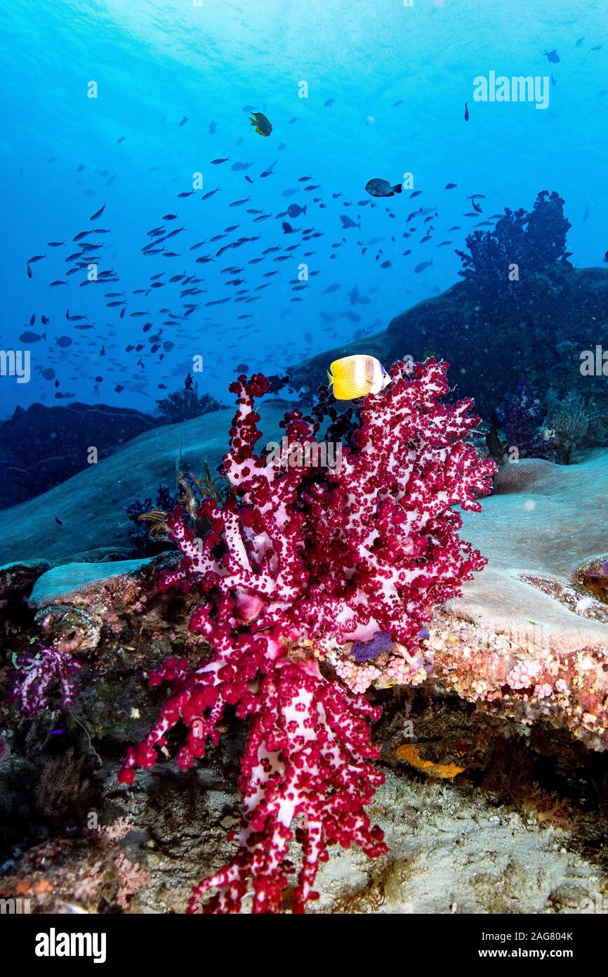Coral reef scene underwater sunlight flares Stock Photo - Alamy