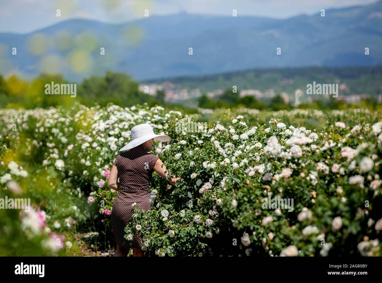 Beautiful woman in polka dot dress and hat walking through roses field ...