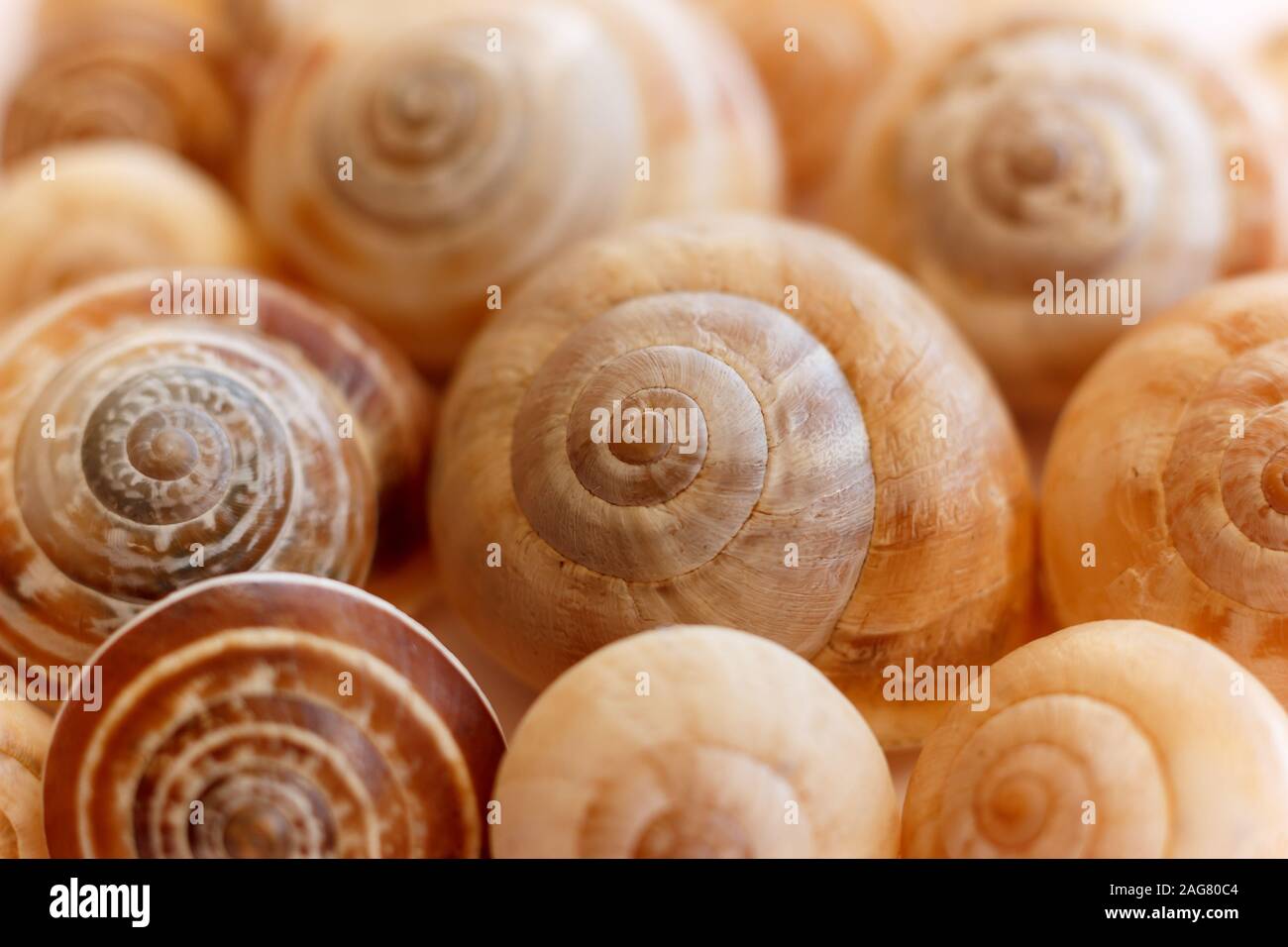 Gastropod shells hi-res stock photography and images - Alamy