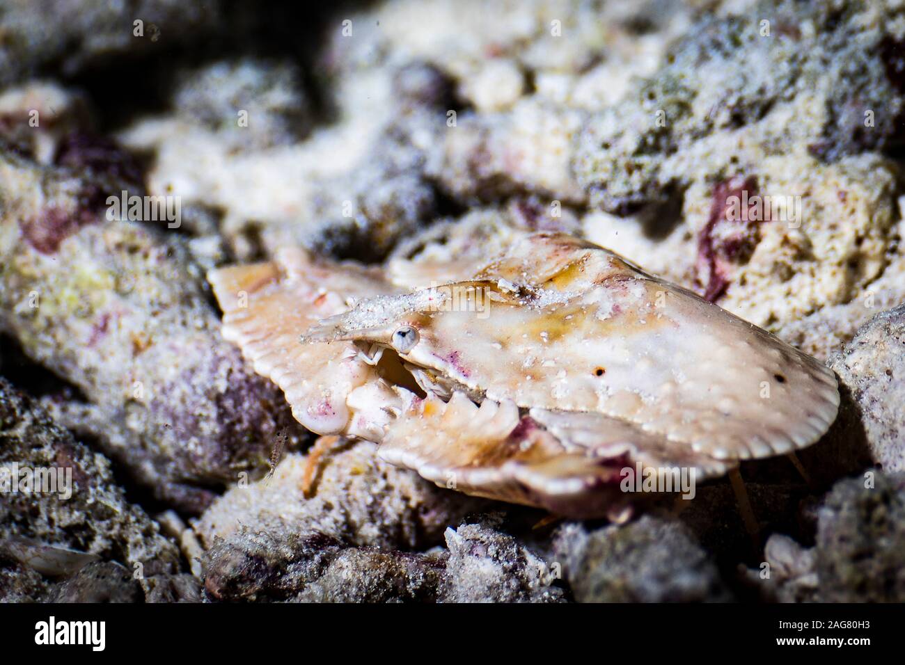 Spanner crab hi-res stock photography and images - Alamy
