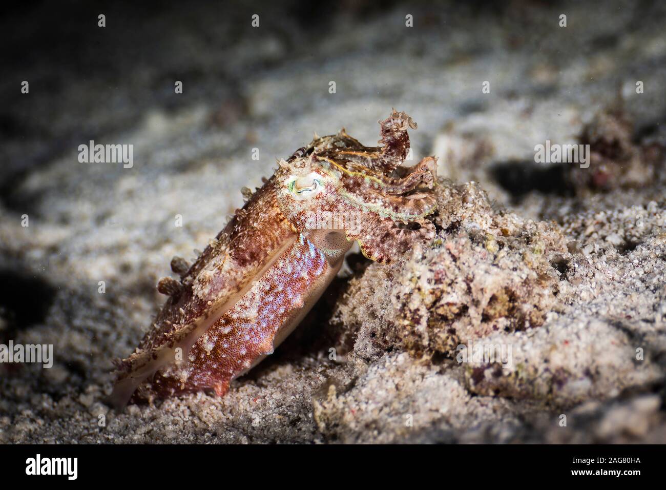 Cuttlefish underwater swimming, Raja Ampat, Indonesia Stock Photo - Alamy