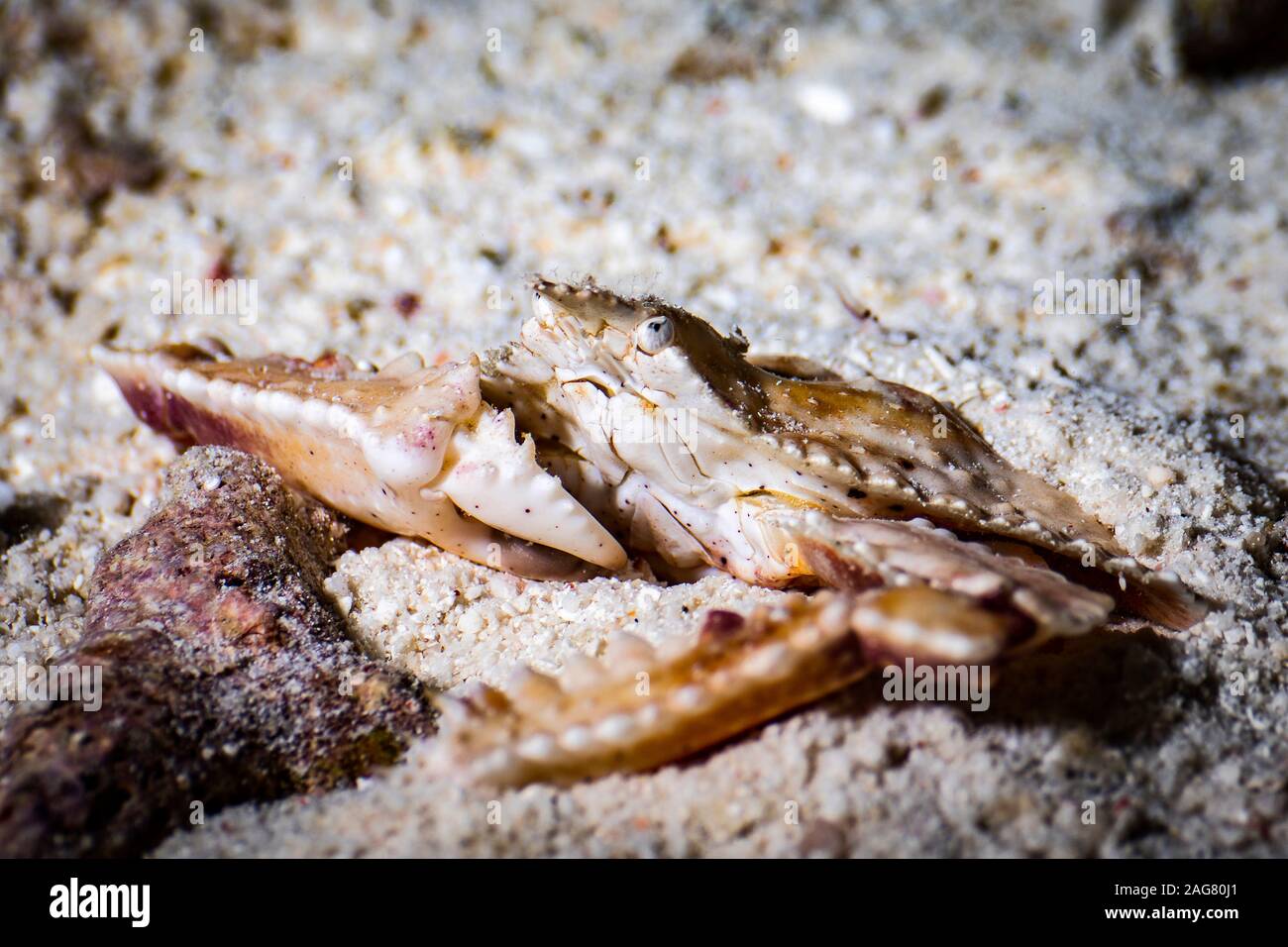 Spanner crab hi-res stock photography and images - Alamy