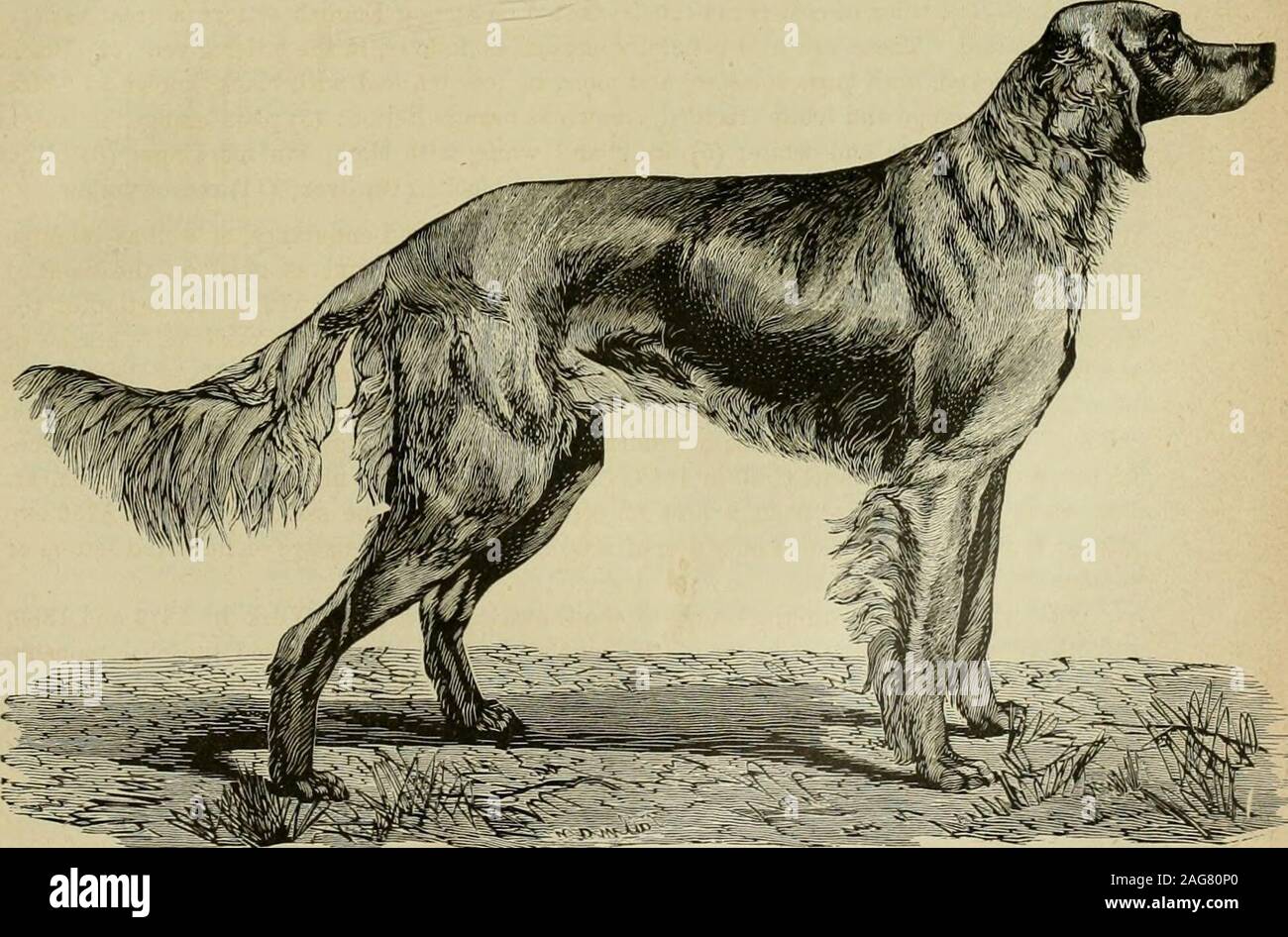 Only english setter hi-res stock photography and images - Alamy