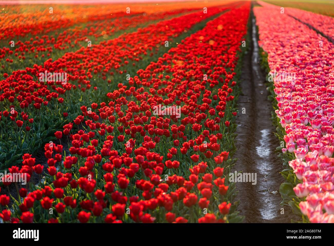 Beautiful scenery of a tulips field under the sunset sky - great for a ...