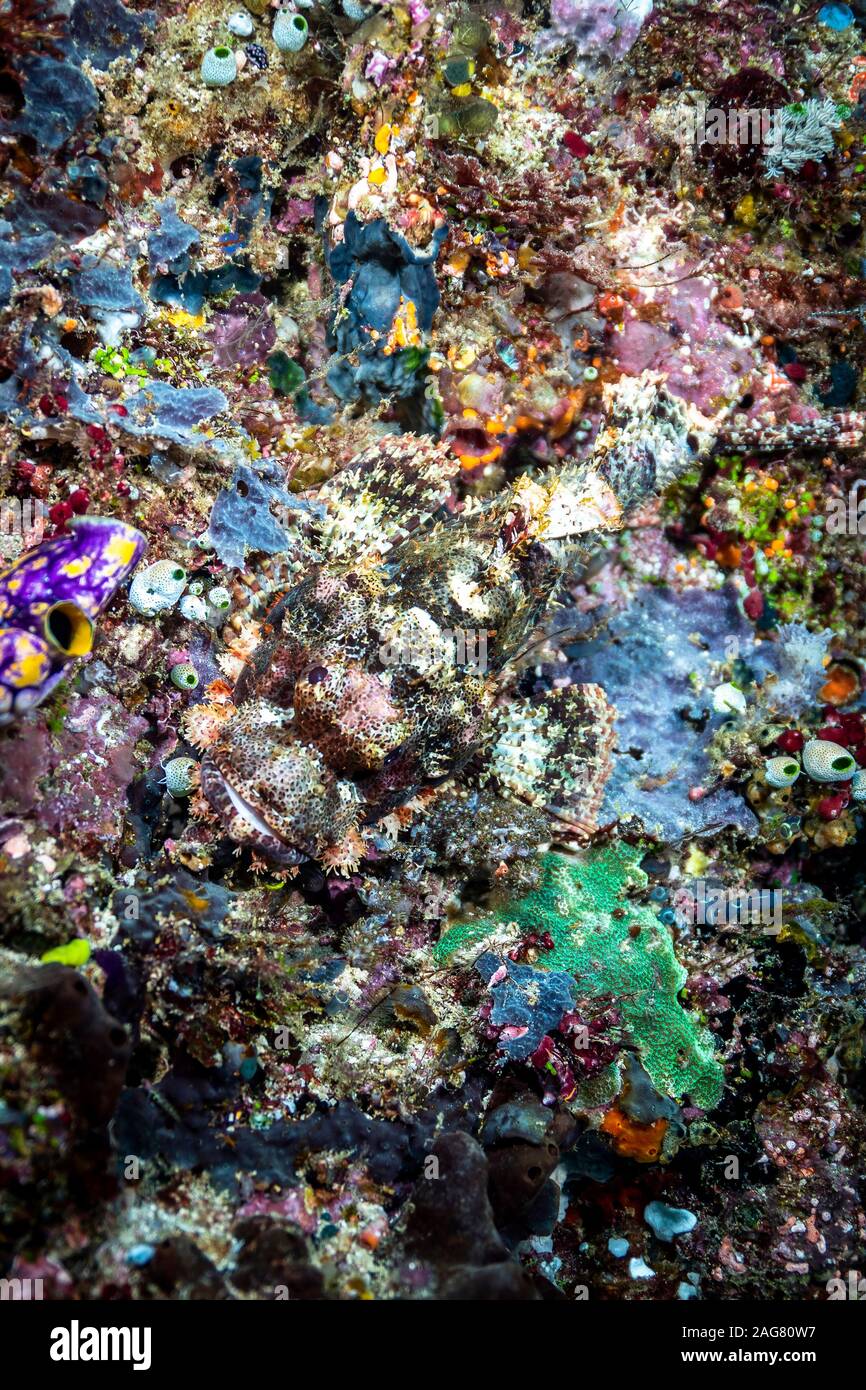 camouflaged frog fish in coral Raja Ampat Indonesia Stock Photo - Alamy