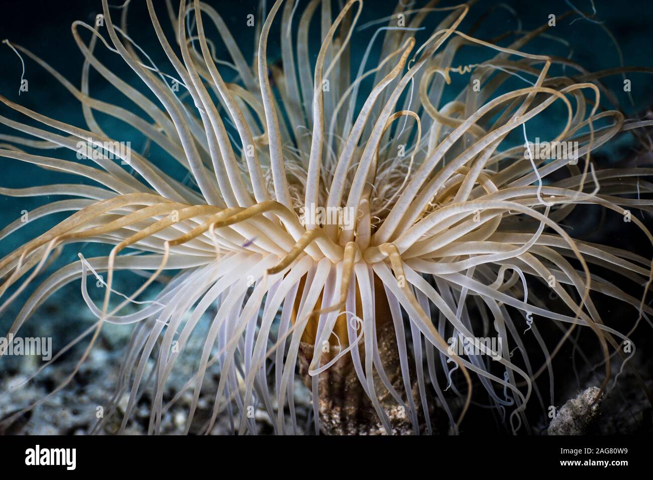 white burrowing tube anemone macro detail Raja Ampat Indonesia Stock ...