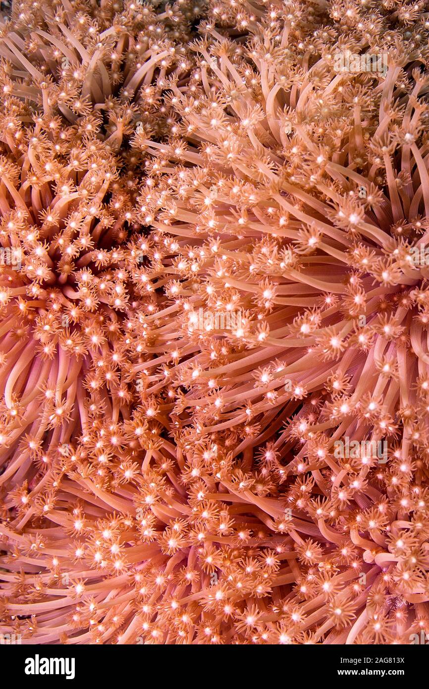 Organ pipe coral Raja Ampat Indonesia Stock Photo - Alamy