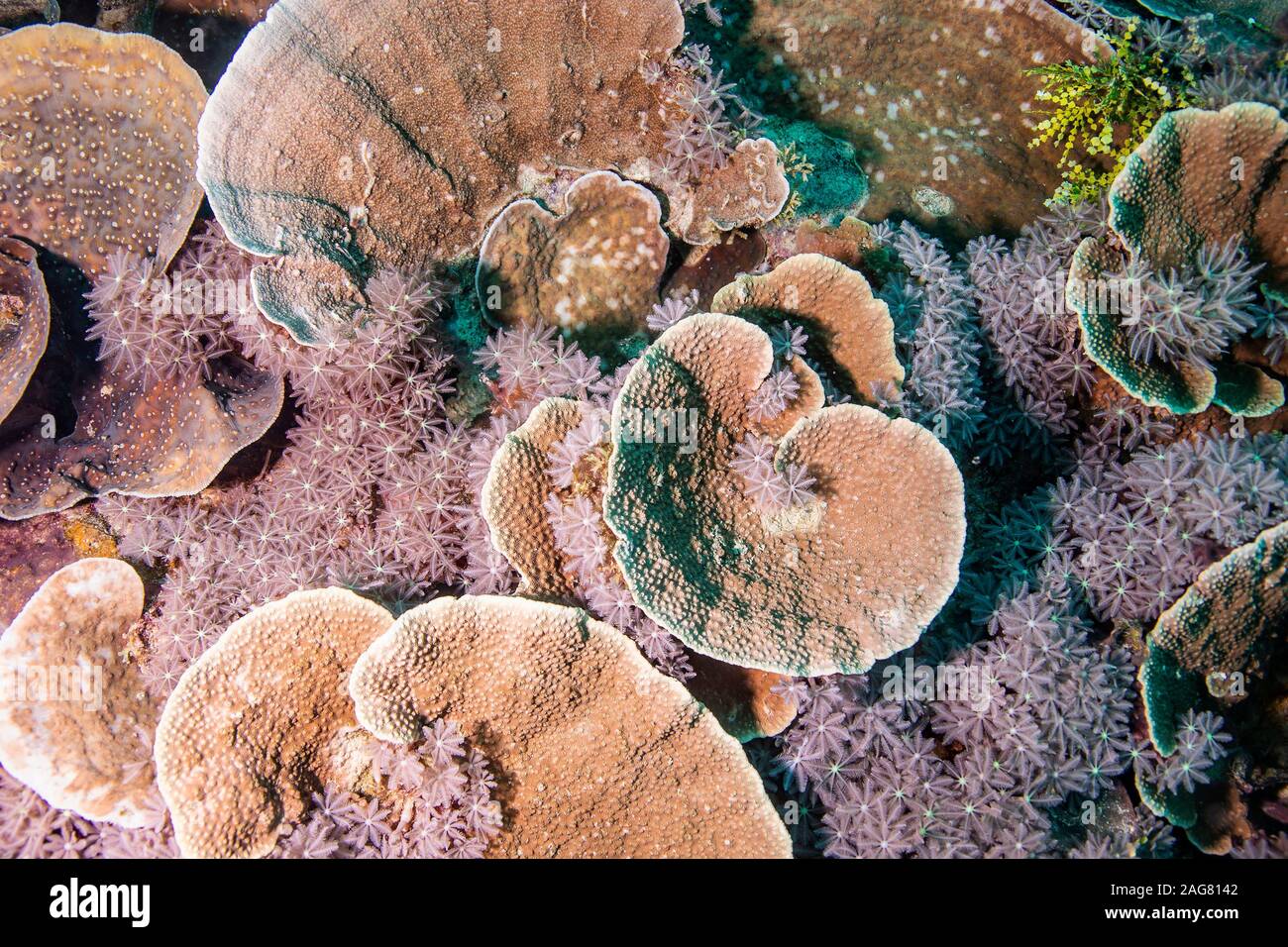 Lettuce leaf coral, Raja Ampat Indonesia Stock Photo - Alamy