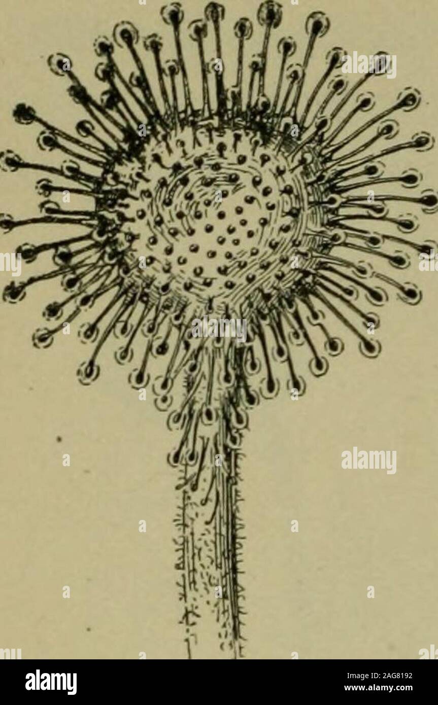 . Foundations of botany. -??•/ • V. Fig. 238. — Sundew (Drosera ...