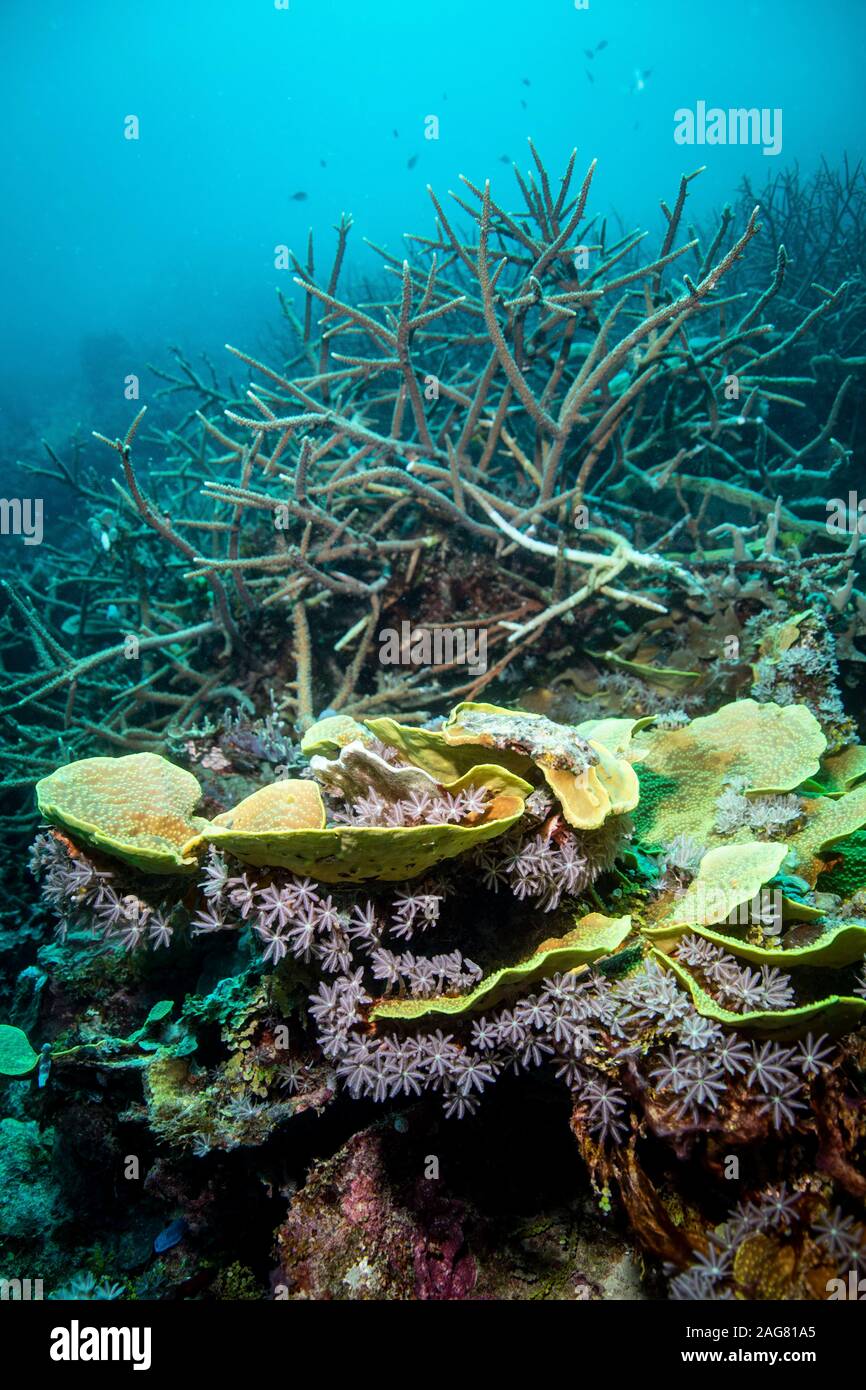 Lettuce leaf coral, Raja Ampat Indonesia Stock Photo - Alamy