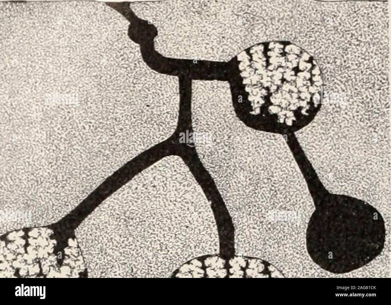 . Ants; their structure, development and behavior. FIG. 195. Vestigial ...