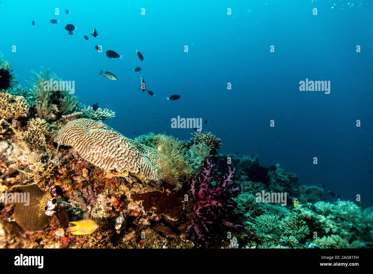 Small fish in colourful coral reef, Raja Ampat Indonesia Stock Photo ...