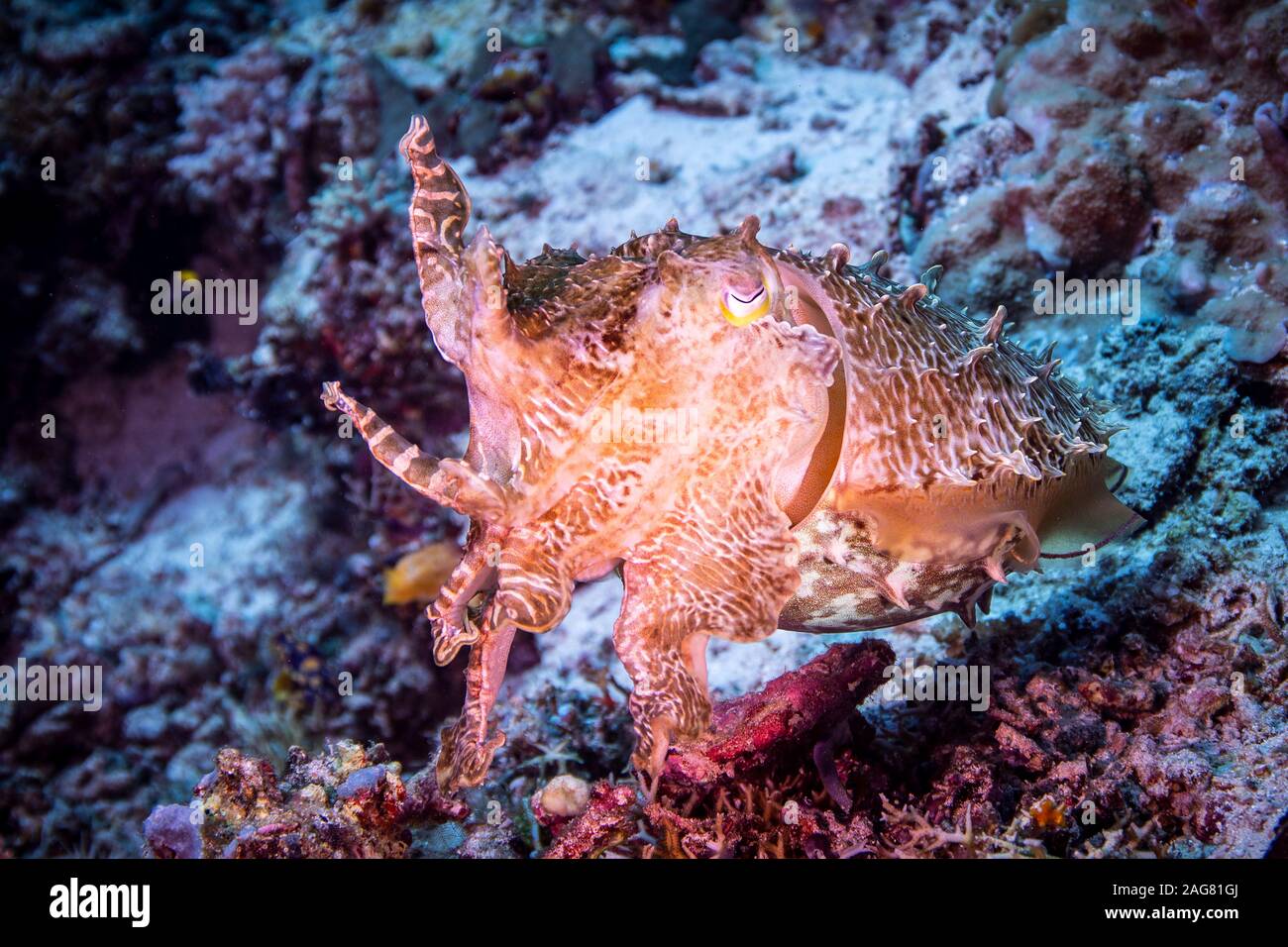 Cuttlefish swimming in reef, Raja Ampat, Indonesia Stock Photo - Alamy